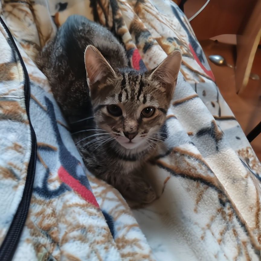 Котёнок в добрые руки