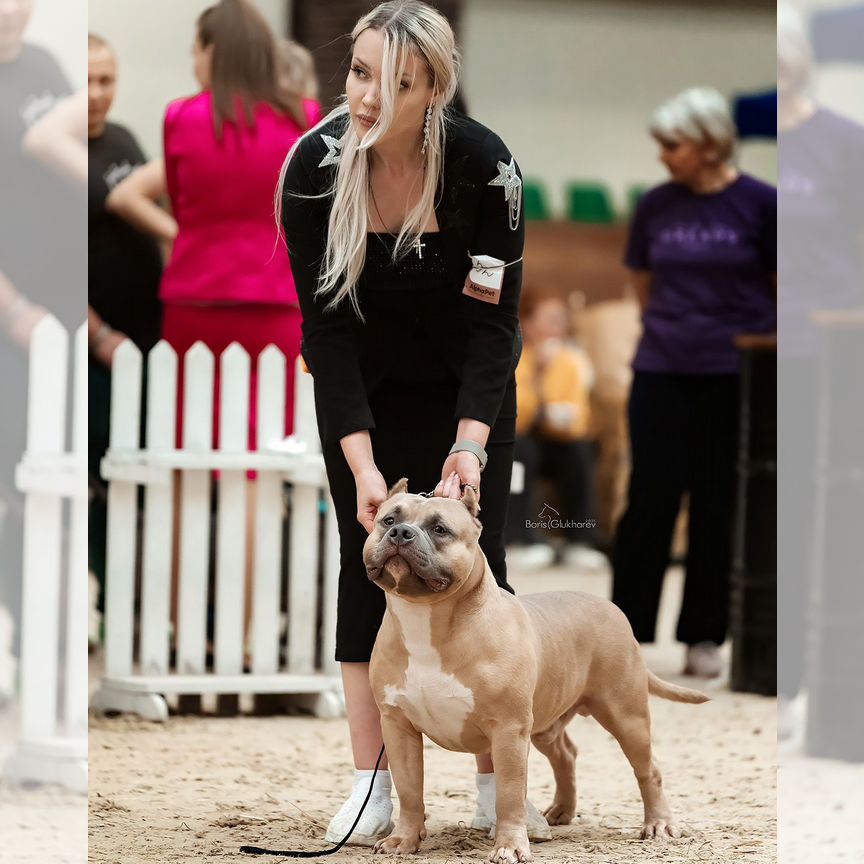 Американский булли, взрослый пёс