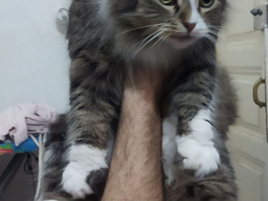 Кошки в добрые руки бесплатно