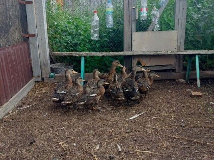 Подсадные утки