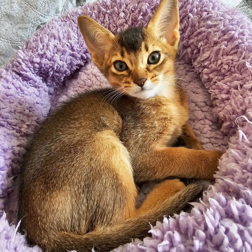 Абиссинские котята