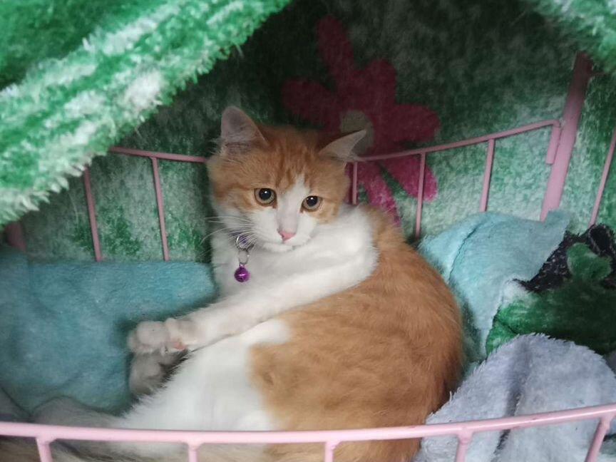 Котята рыжие приносят счастье