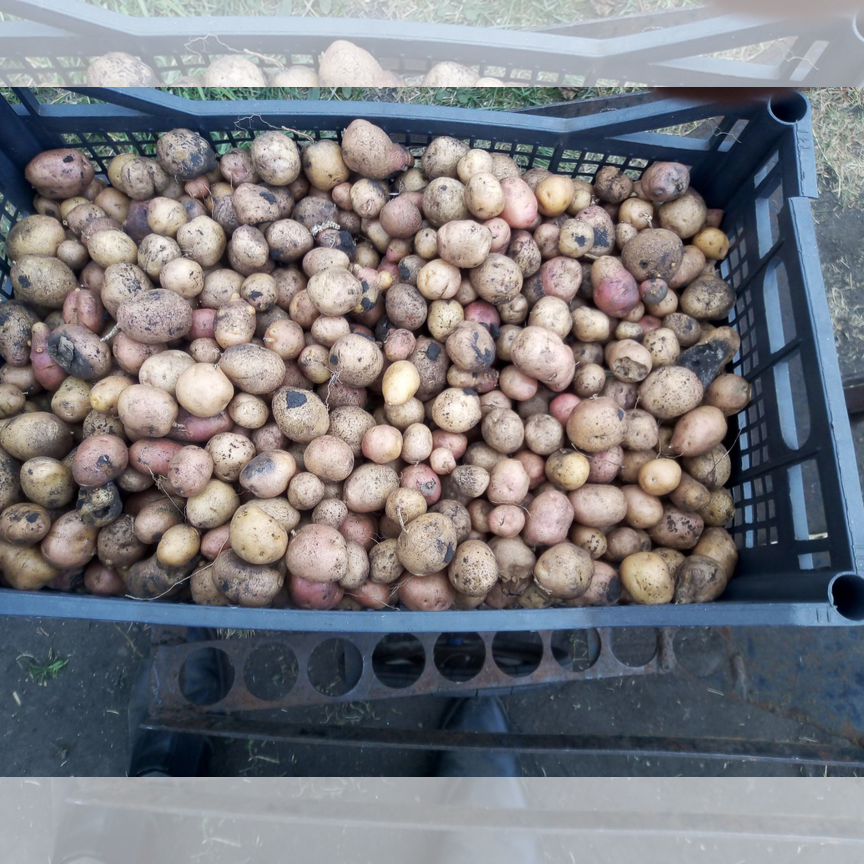 Картофель мелкий на корм скоту