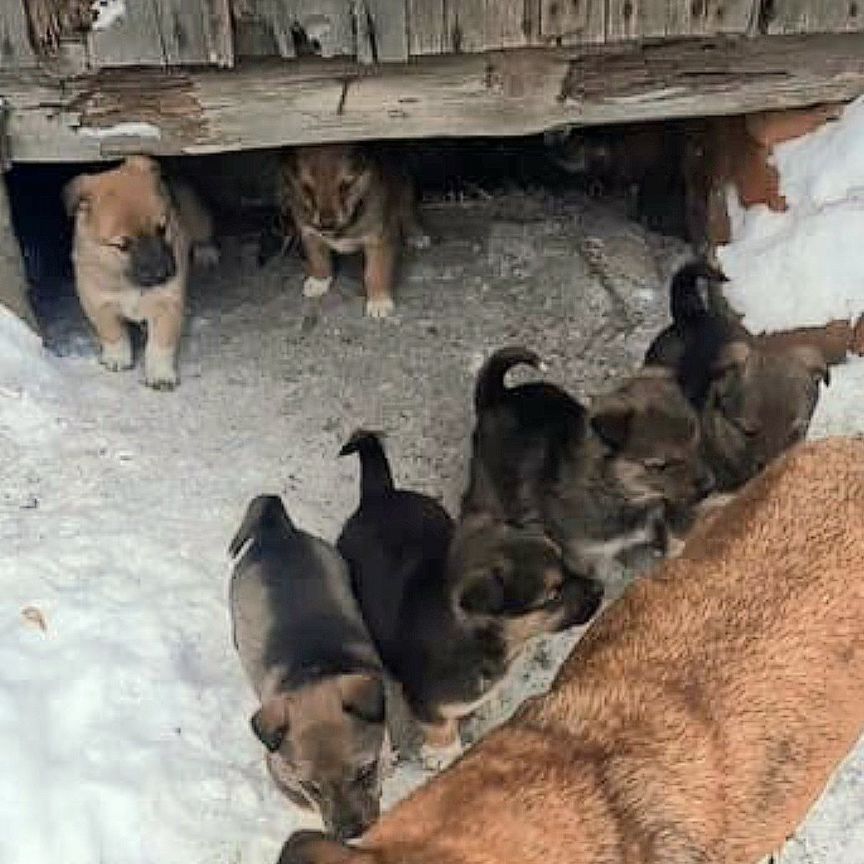 Щенки от не большой собаки.Живут на улице в лесу