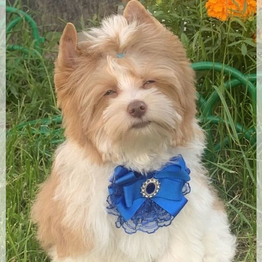 Цветные йорки. Шокоберри даймонд.Голубые глаза