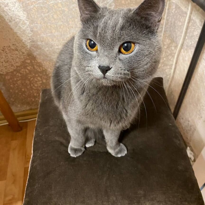 Кот для вязки