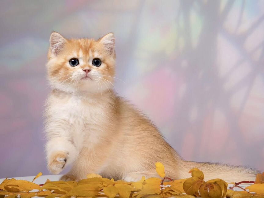 Зеленоглазый котенок