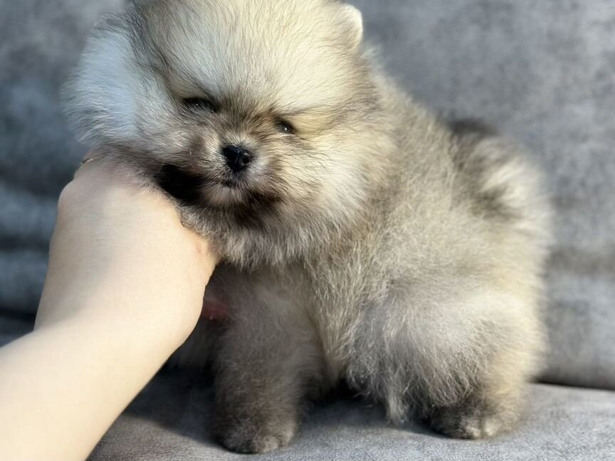 Щенок померанского шпица мини 1,5 месяца