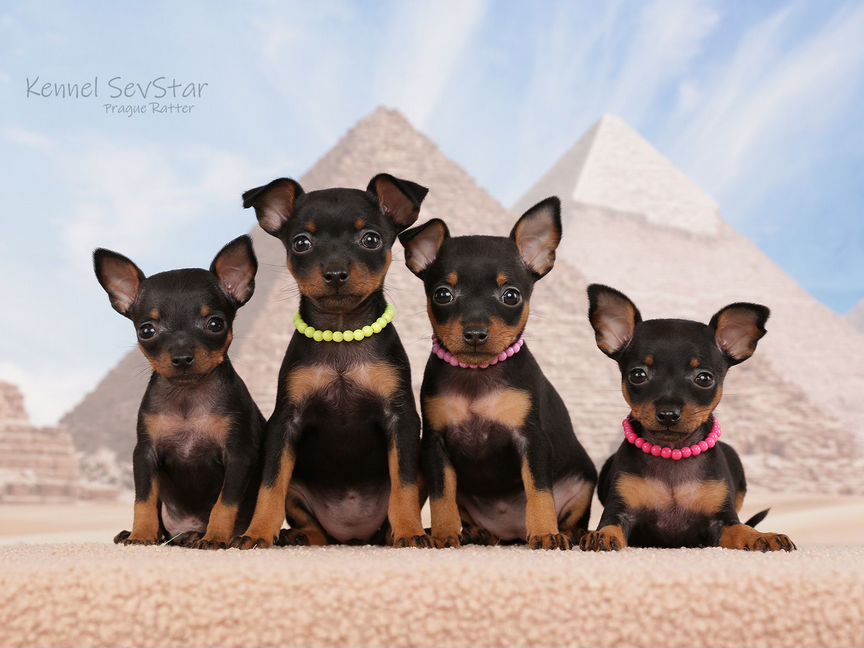 Пражский Крысарик