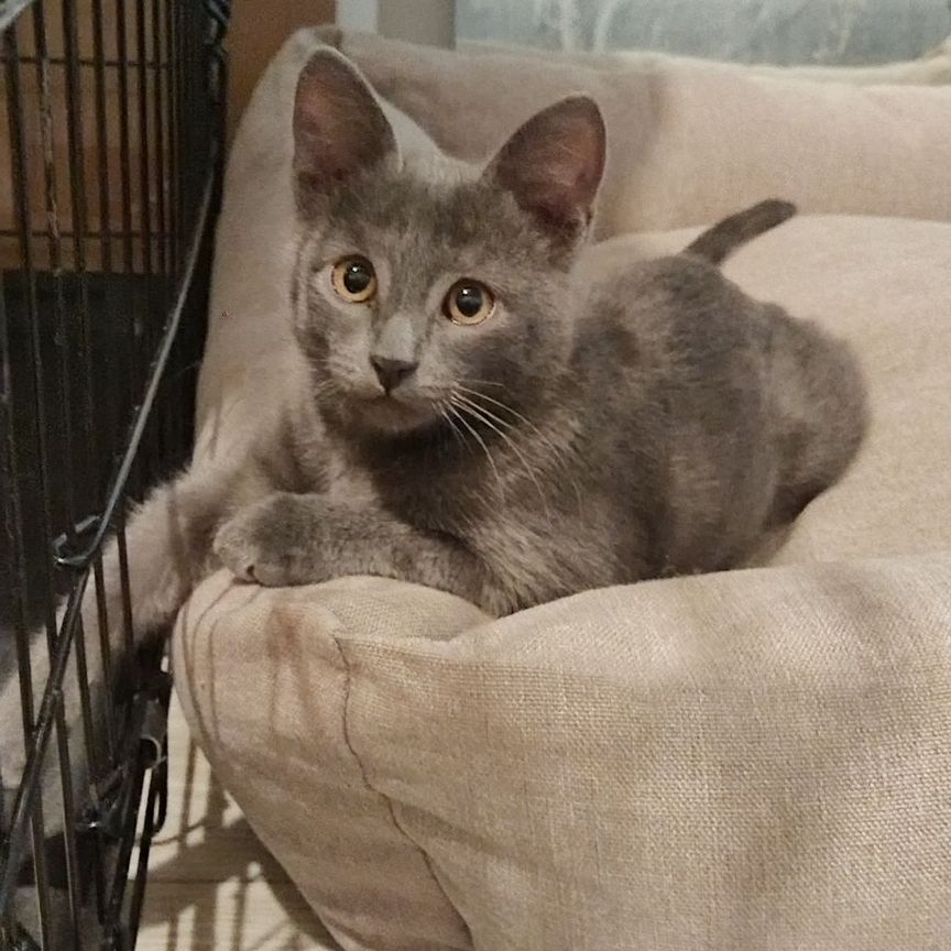 Котёнок в добрые руки