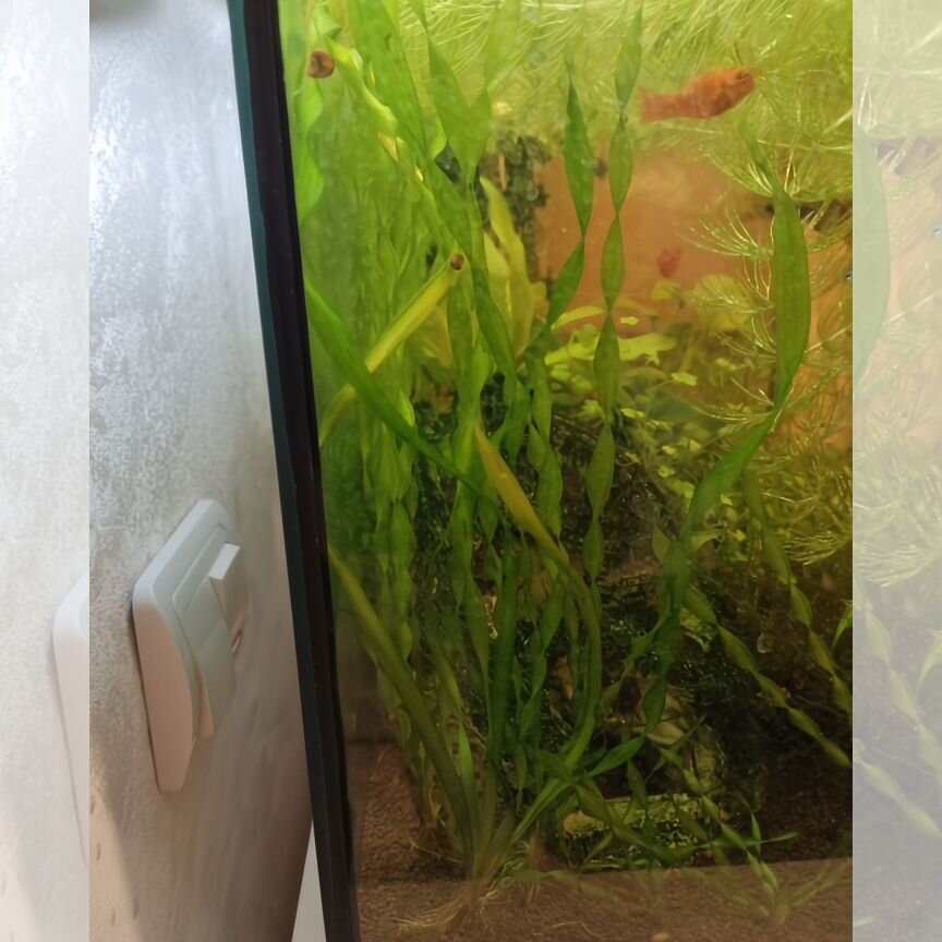 Аквариумные растения