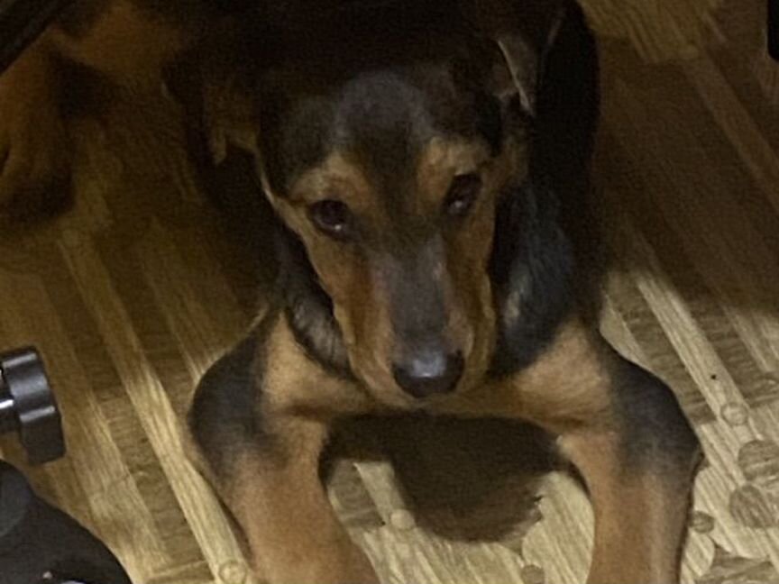 Собака в добрые руки