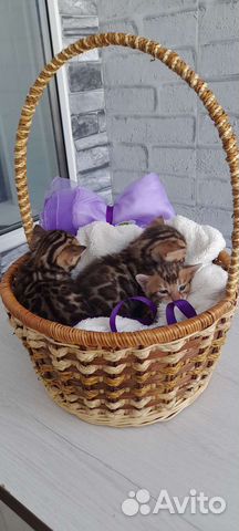 Бенгальские котята