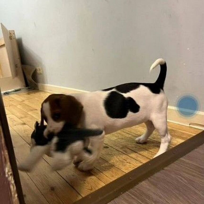 Домашние животные собаки щенки