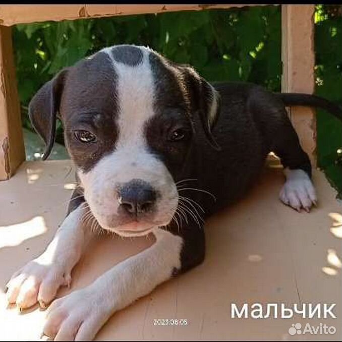 Амстав щенки