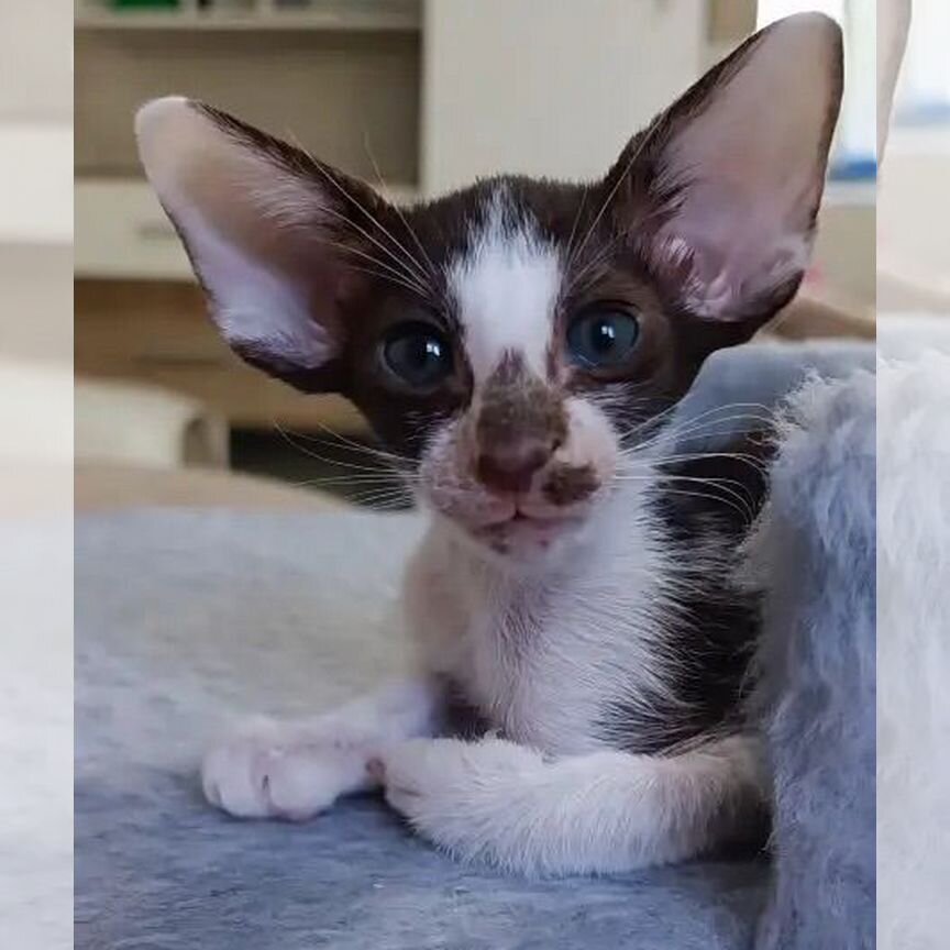 Ориентальный котёнок