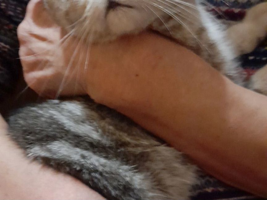 Кошка ищет дом