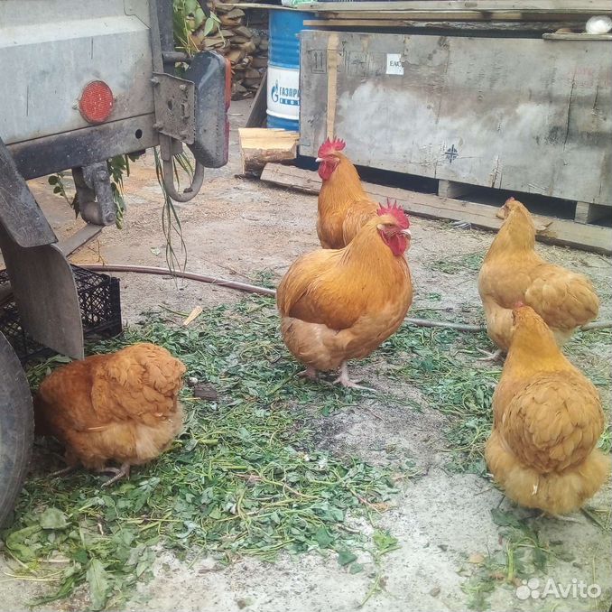 Куры орпингтон палевый