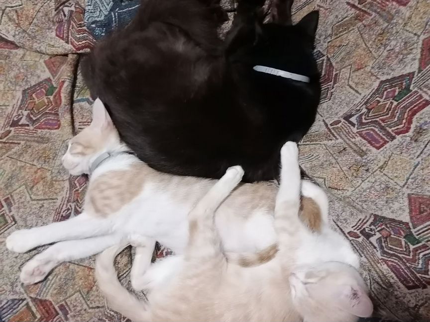 Собаки и кошки в добрые руки