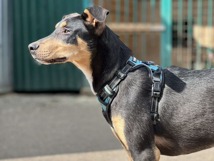 Щенок Кекс 5,5 мес. Отдаётся в хорошие руки