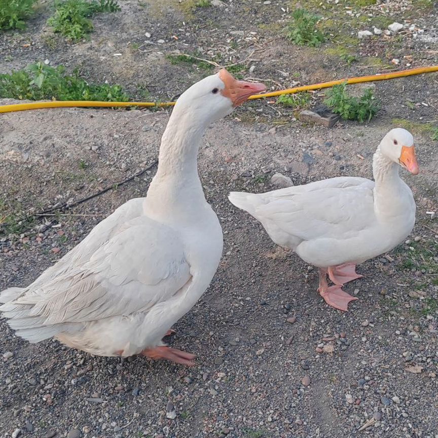 Гусь