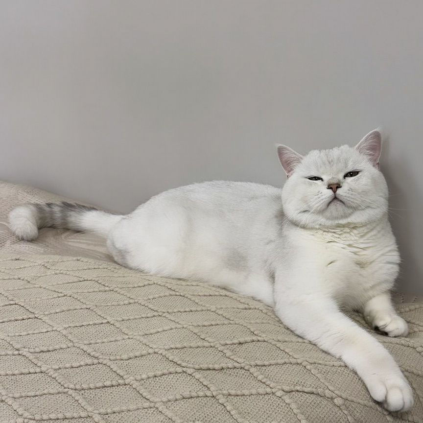 Кот в добрые руки