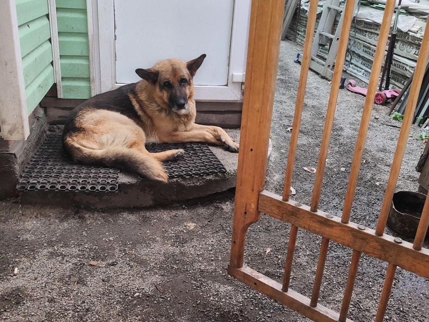 Кобель немец на вязку