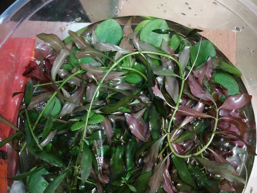 Аквариумные растения