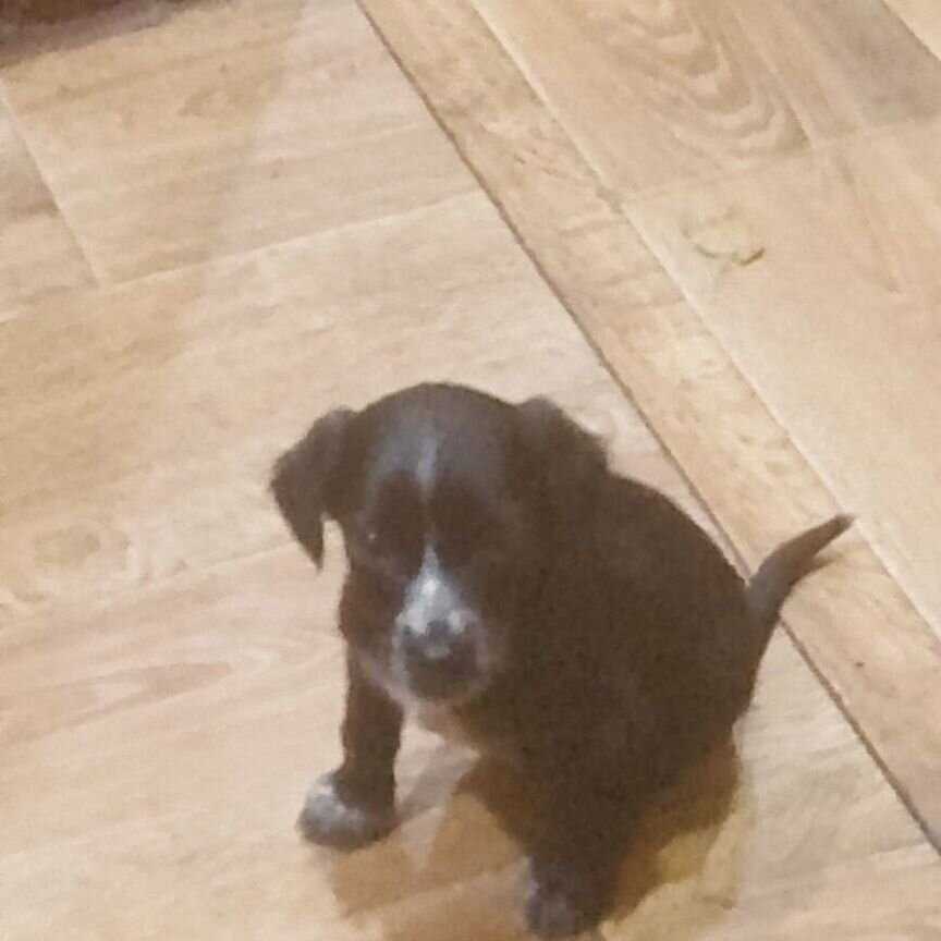 Собака в добрые руки щенок