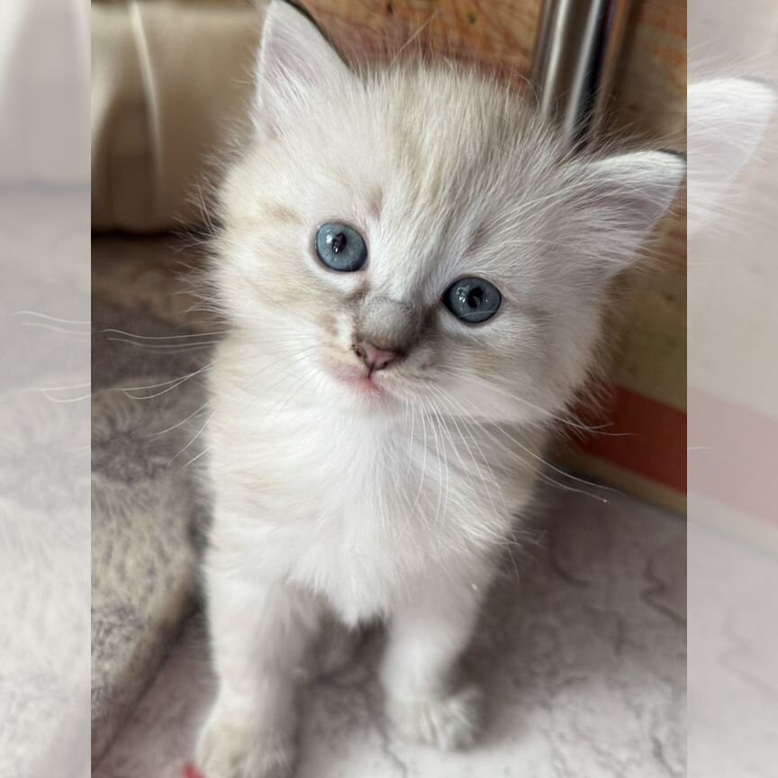 Невские маскарадные котята