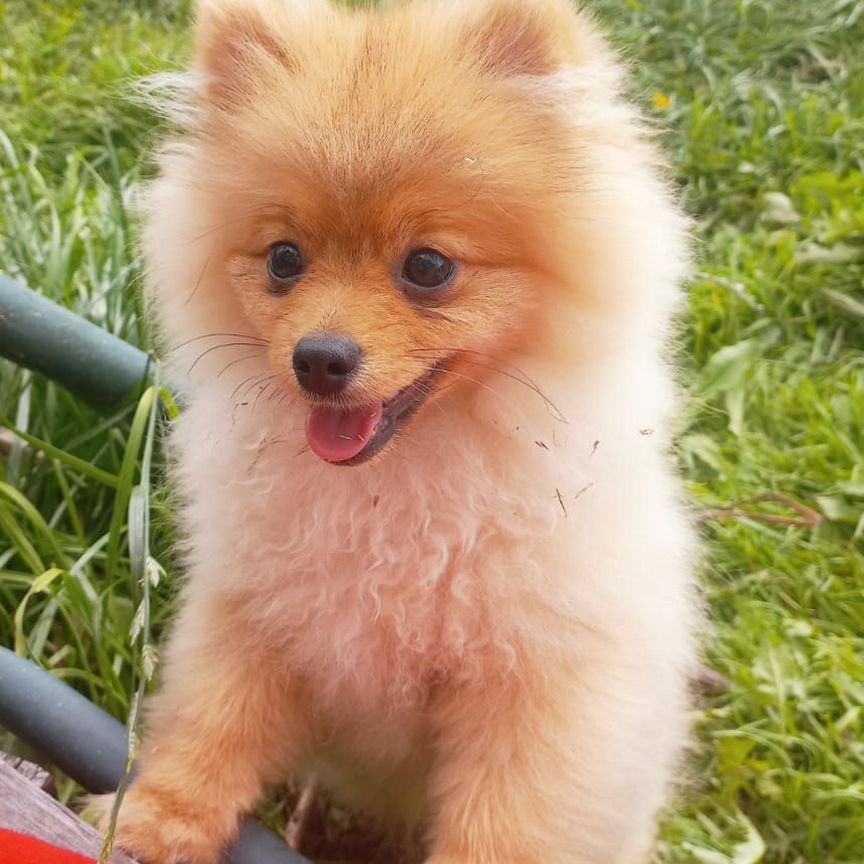 Померанский шпиц