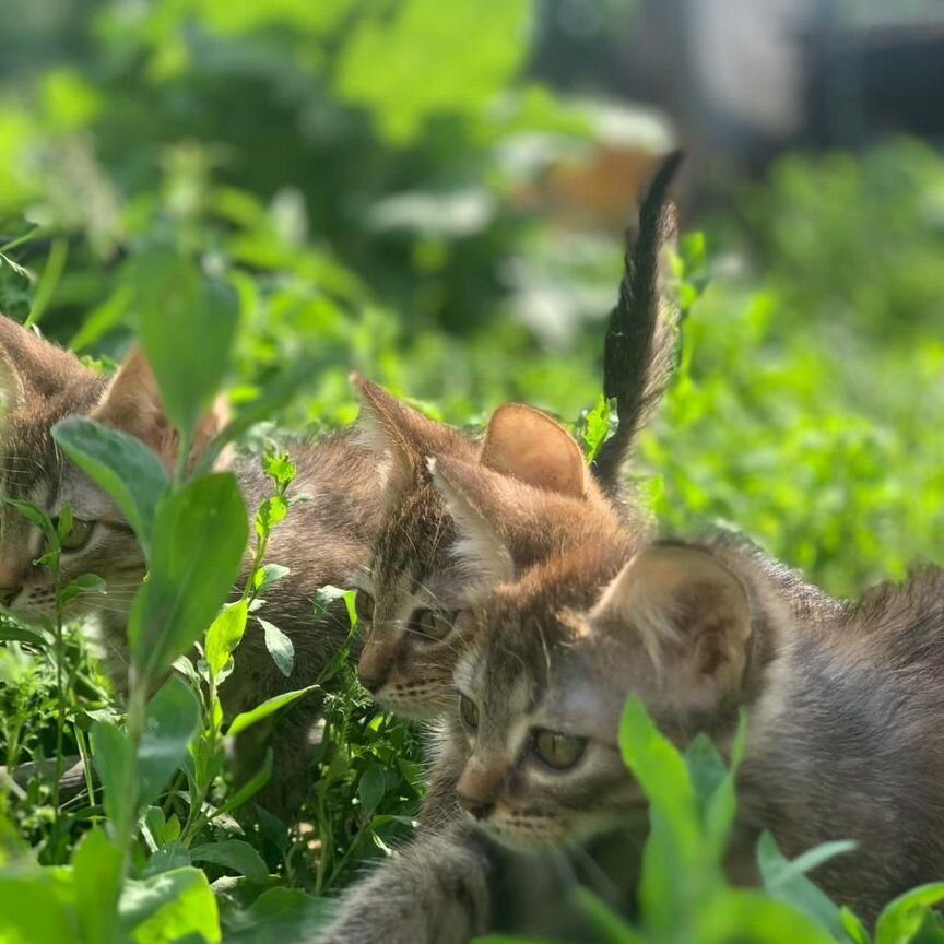 Котята бесплатно