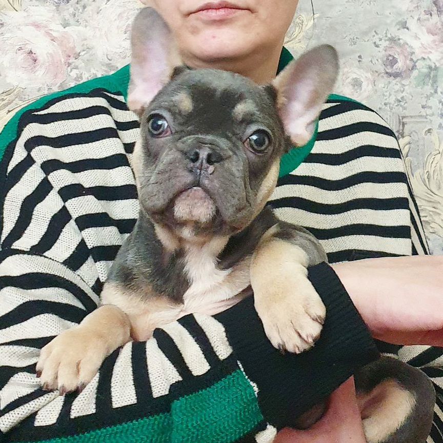 Французский бульдог, щенок