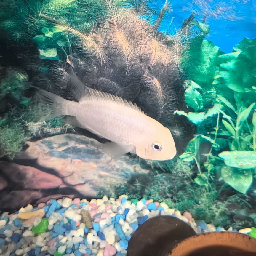 Цихлида розовая