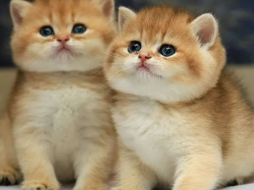 Шотландские золотые котоочаровашки