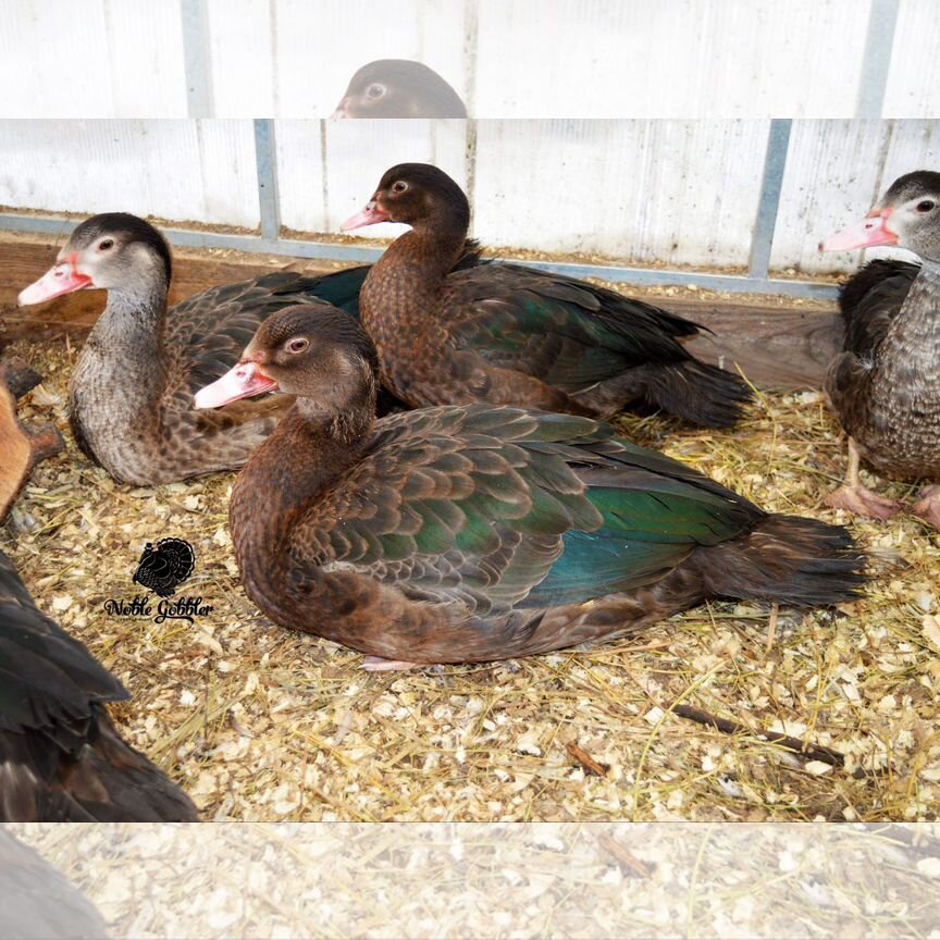 Инкубационное яйцо мускусных уток окраса Бронза