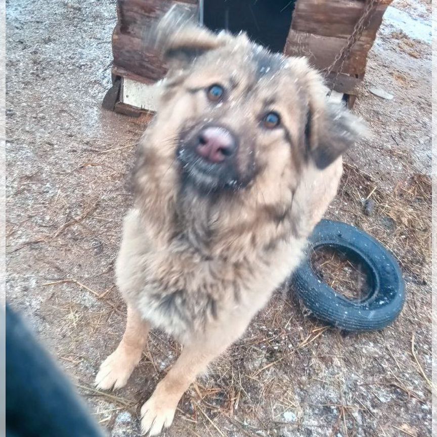 Щенок в добрые руки