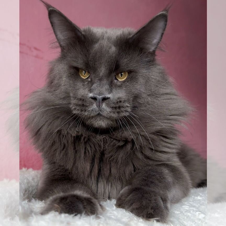 Мейн-кун, взрослый кот