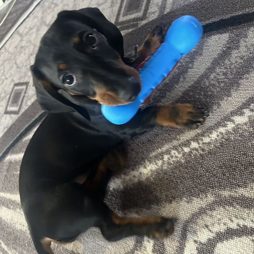 Такса, щенок