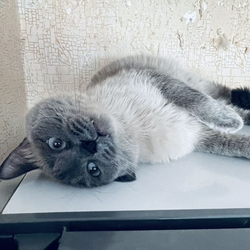 Сиамская, взрослая кошка