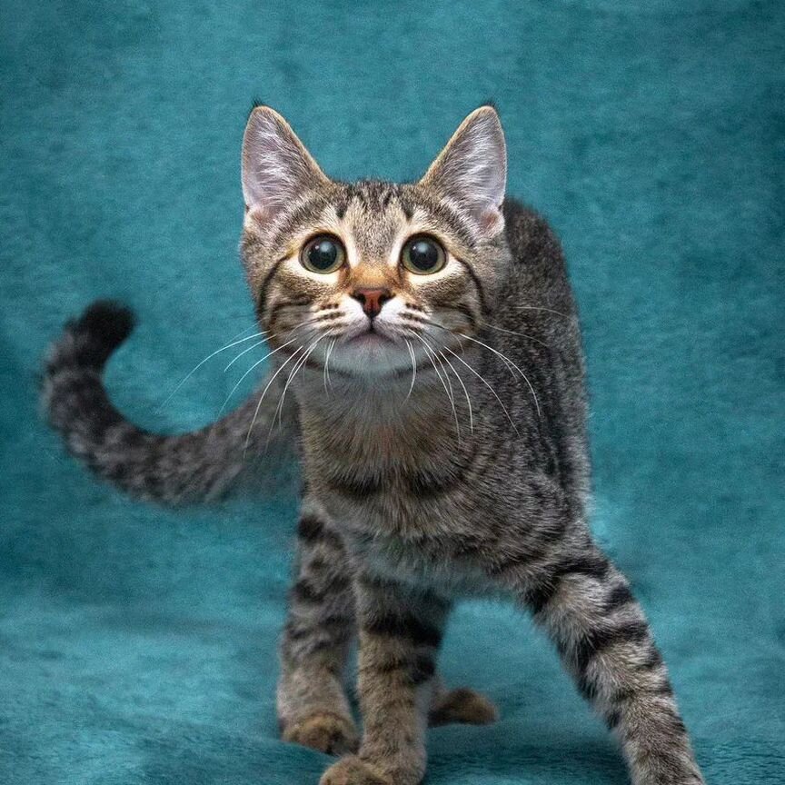 Котёнок Холли ищет дом