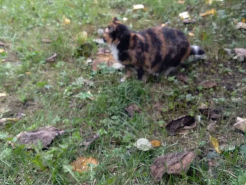 Кошка в дар бесплатно