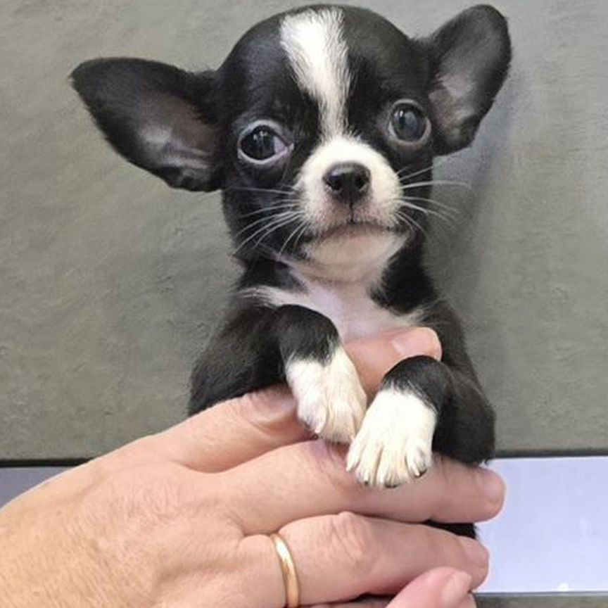 Чихуахуа, щенок