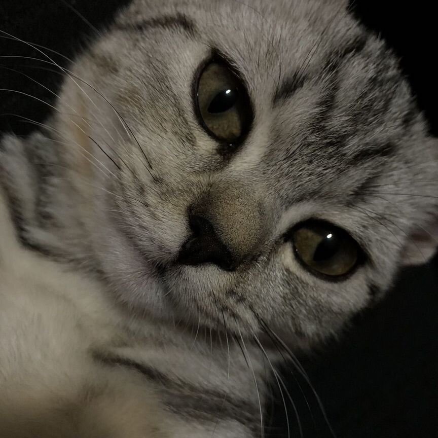 Британская с помесью