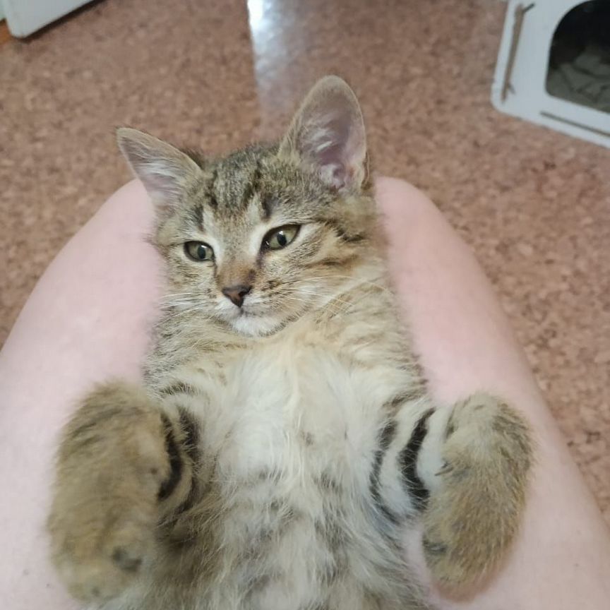 Котёнок в добрые ручки