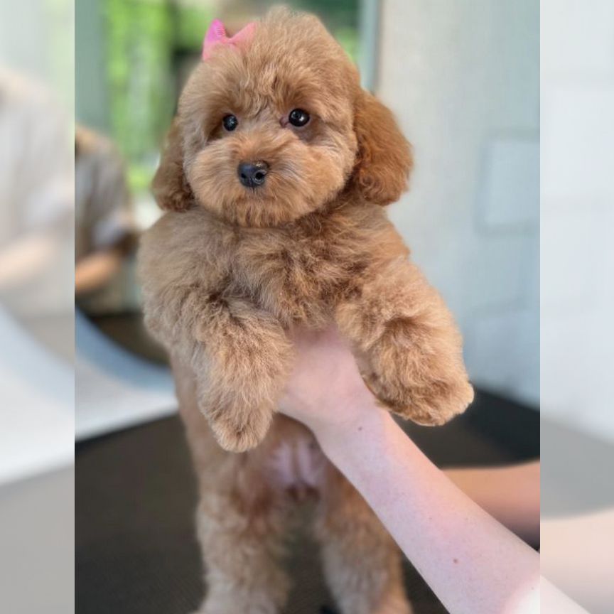 Мальтипу, взрослая собака