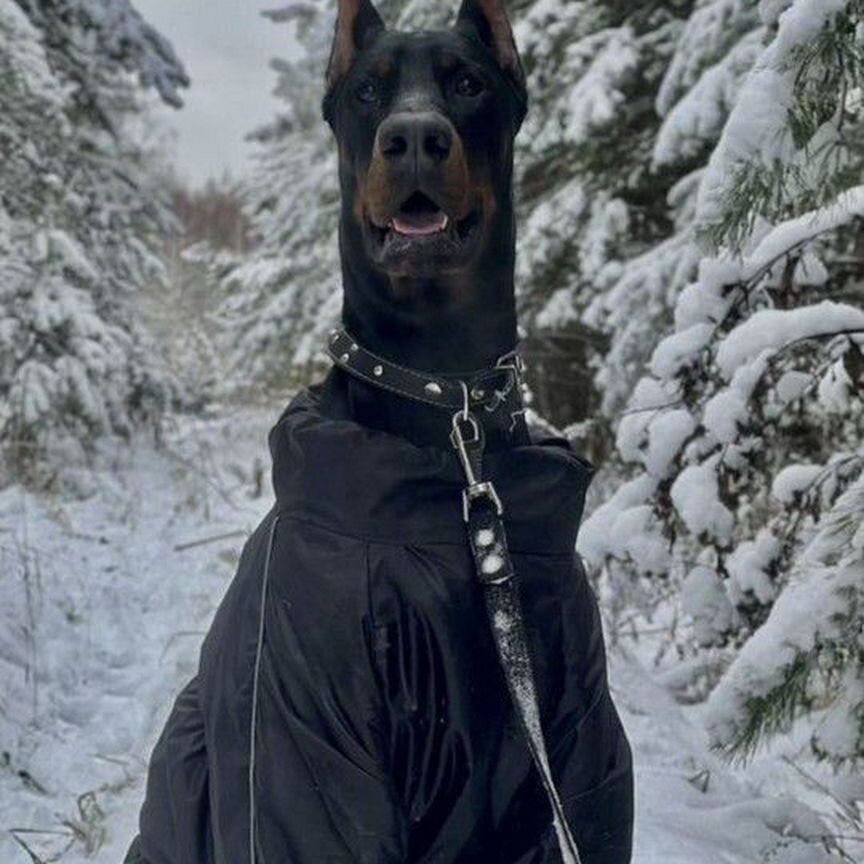 Сложный доберман в дар