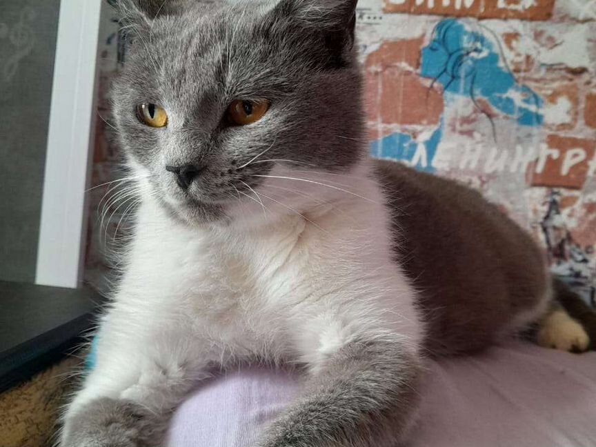 Кошка