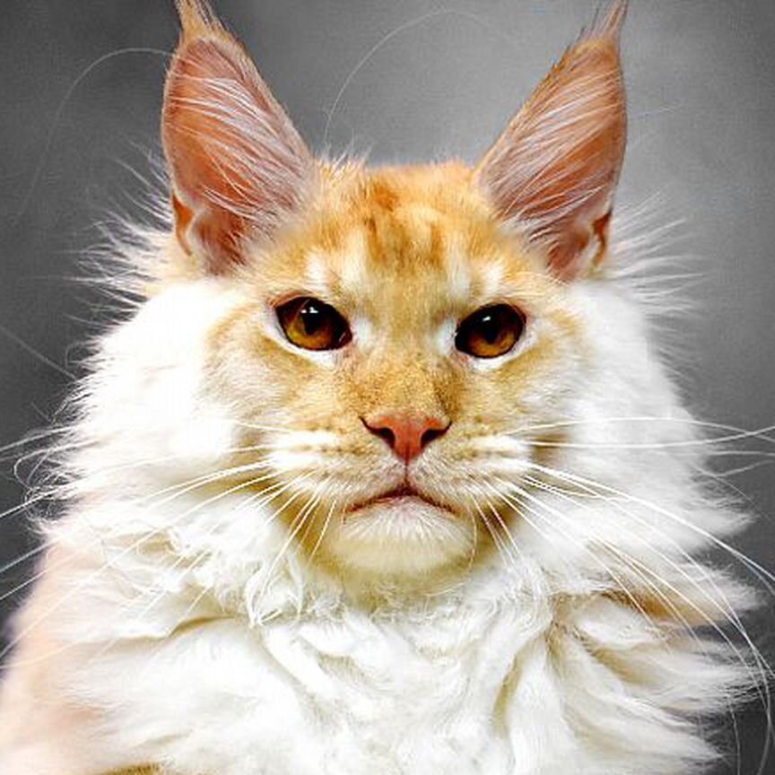 Мейн-кун котёнок