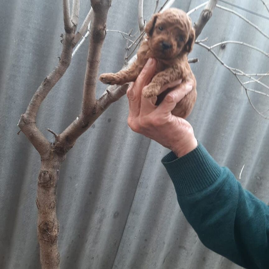 Той-пудель мальчик